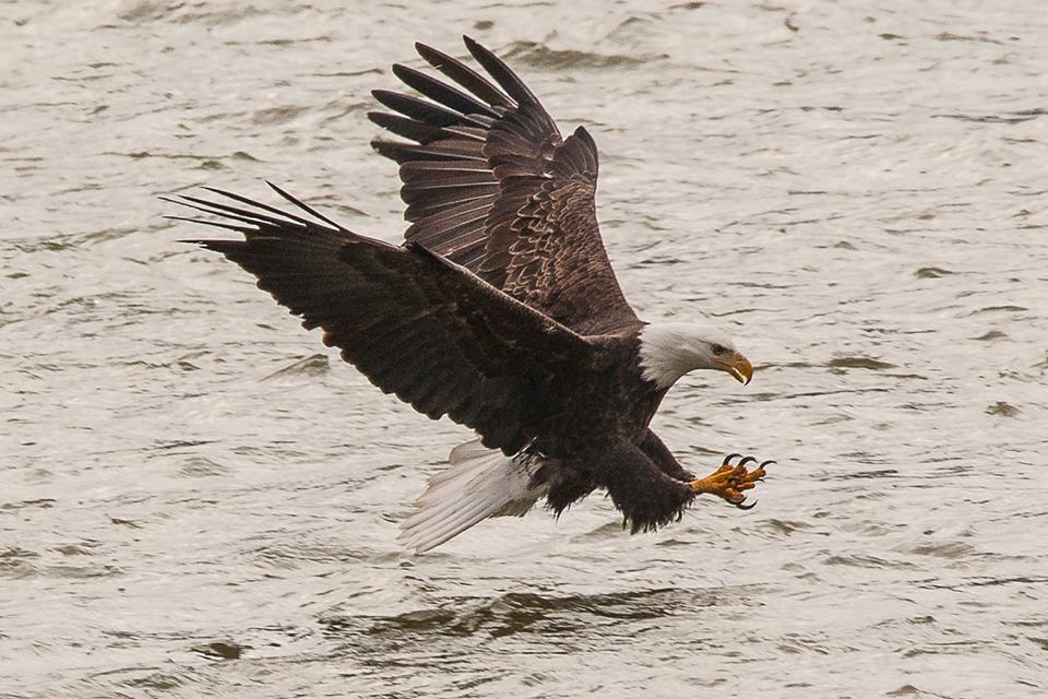 Soar Like an Eagle - The Virtual UCF Arboretum