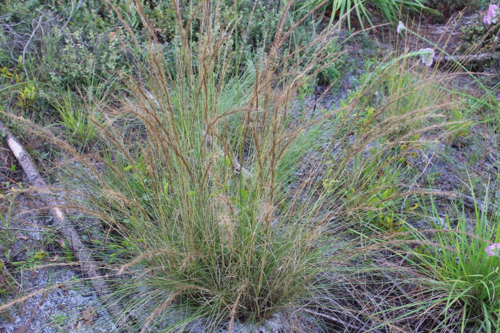 Wiregrass (Aristida stricta) - The Virtual UCF Arboretum