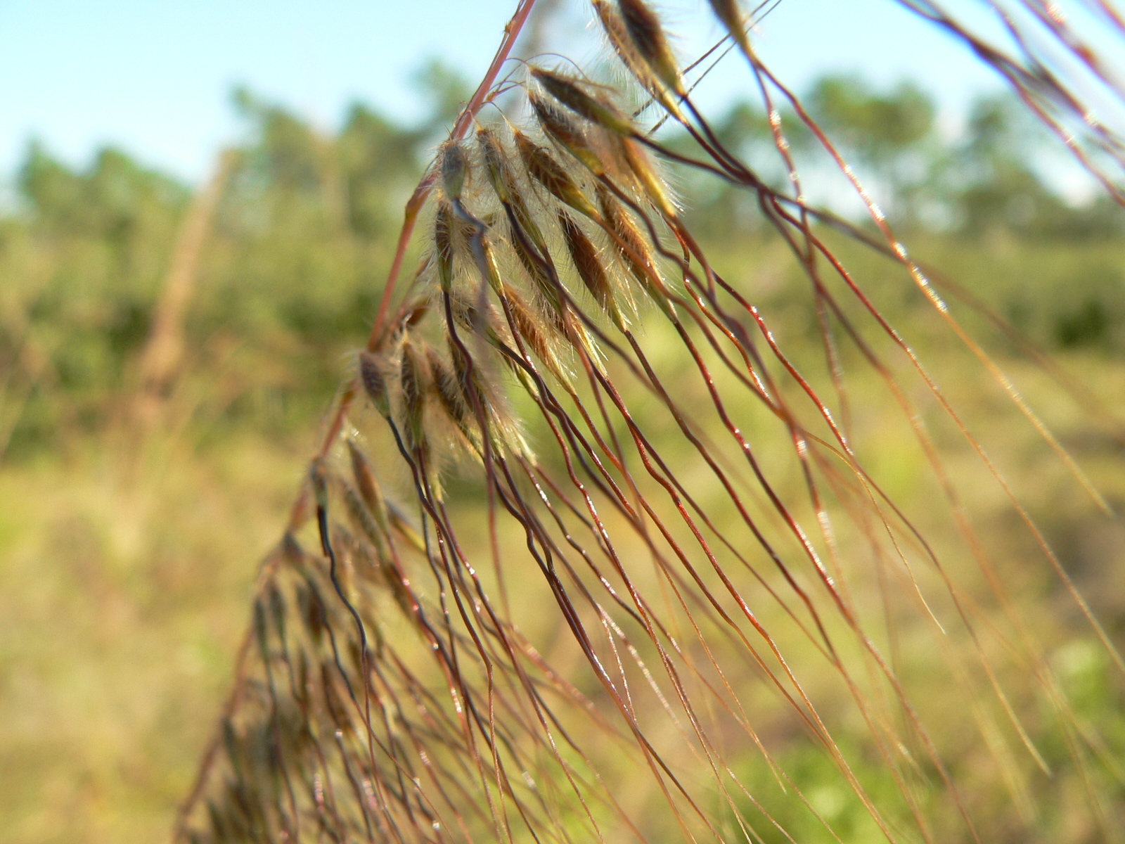 Lopsided Indiangrass (Sorghastrum secundum) - The Virtual UCF Arboretum