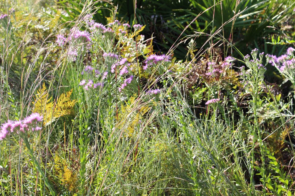 Zoom into the Florida Paintbrush Virtually as a Bee - The Virtual UCF ...