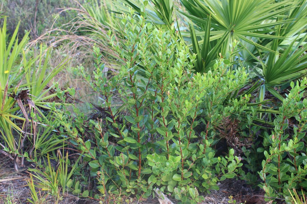 Fetterbush (Lyonia lucida) - The Virtual UCF Arboretum