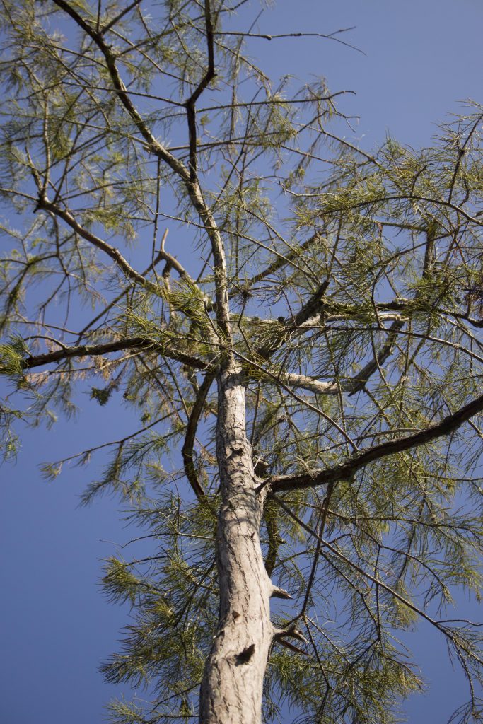 Pond Cypress (Taxodium ascendens) - The Virtual UCF Arboretum