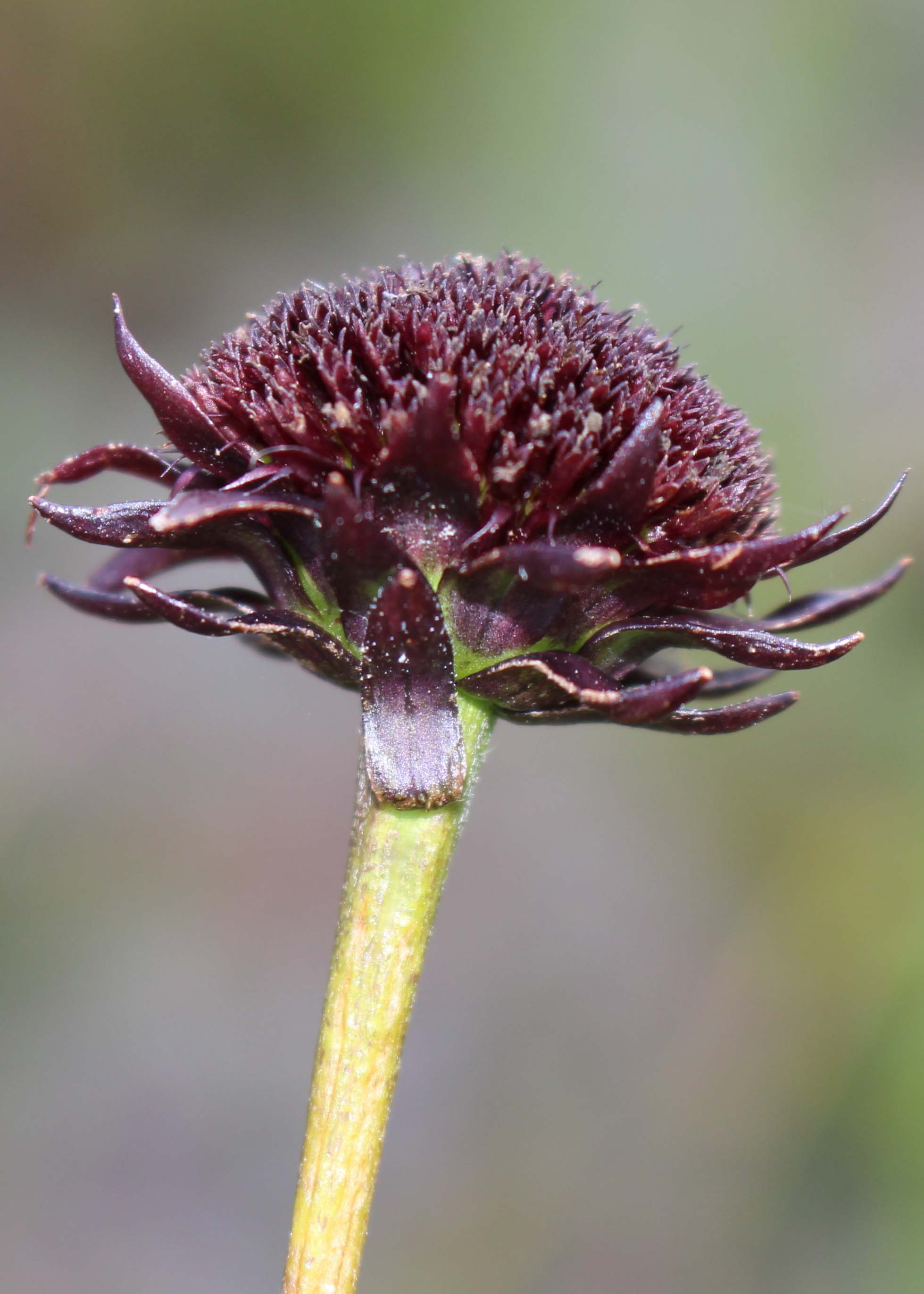 Rayless Sunflower (Helianthus radula) - The Virtual UCF Arboretum