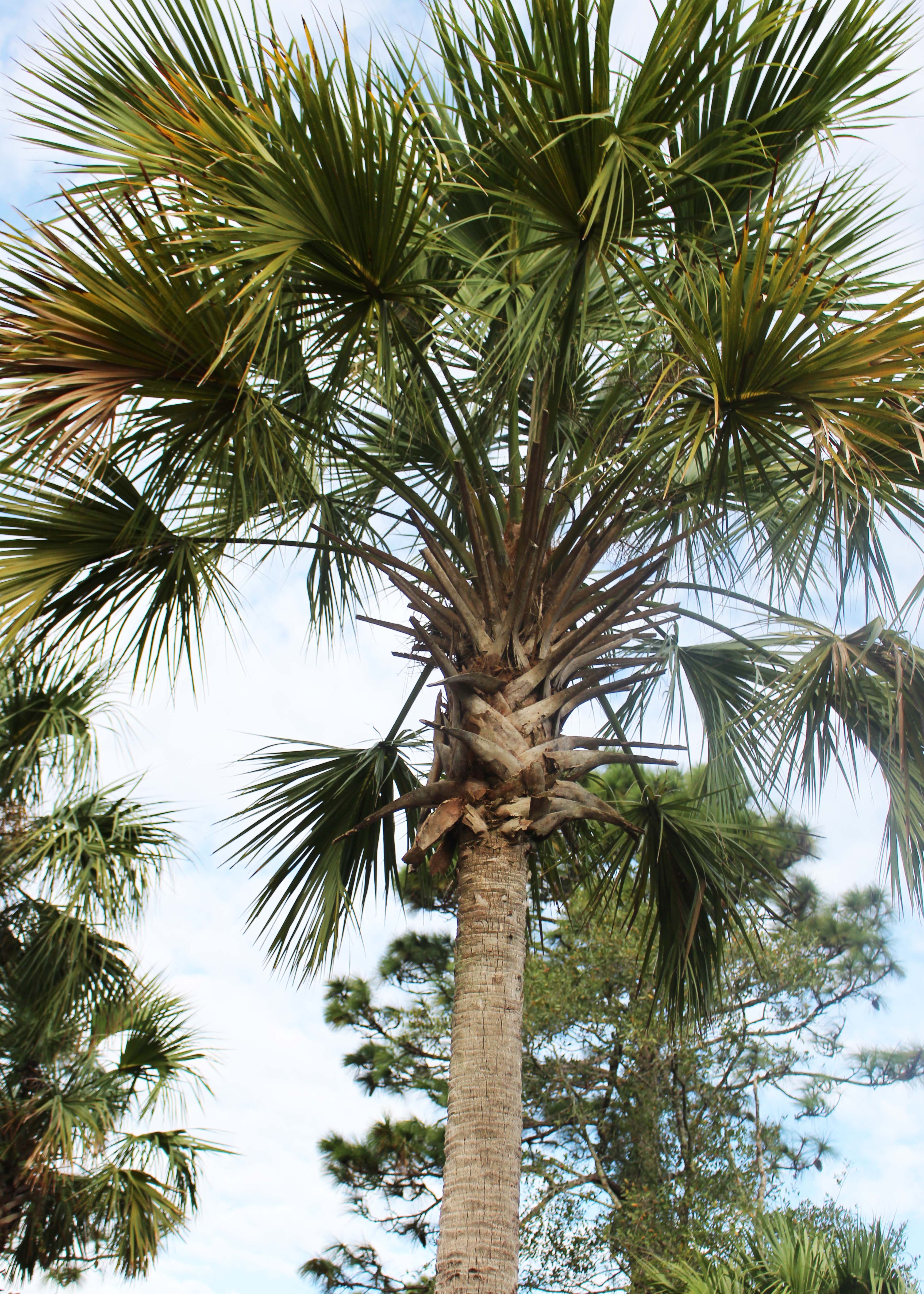 Sabal palm store