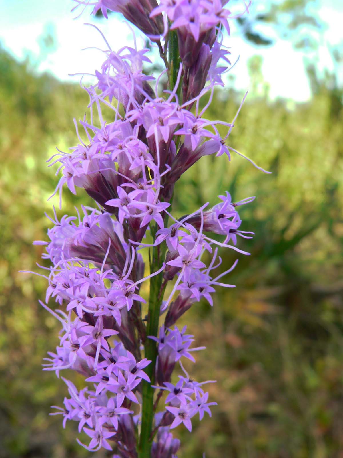 Blazing Star (Liatris tenuifolia) - The Virtual UCF Arboretum