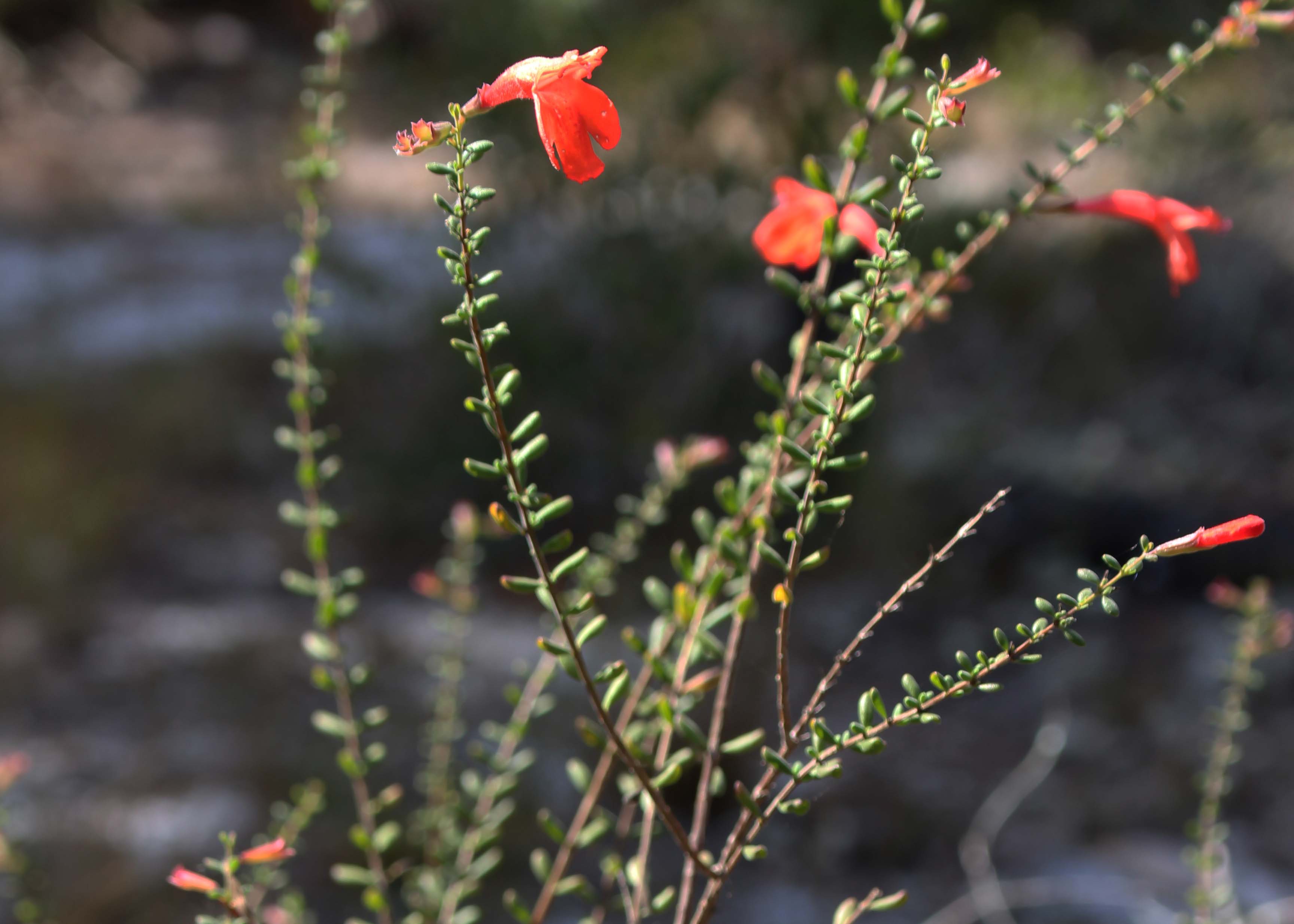 Scarlet Calamint (Calamintha coccinea) - The Virtual UCF Arboretum