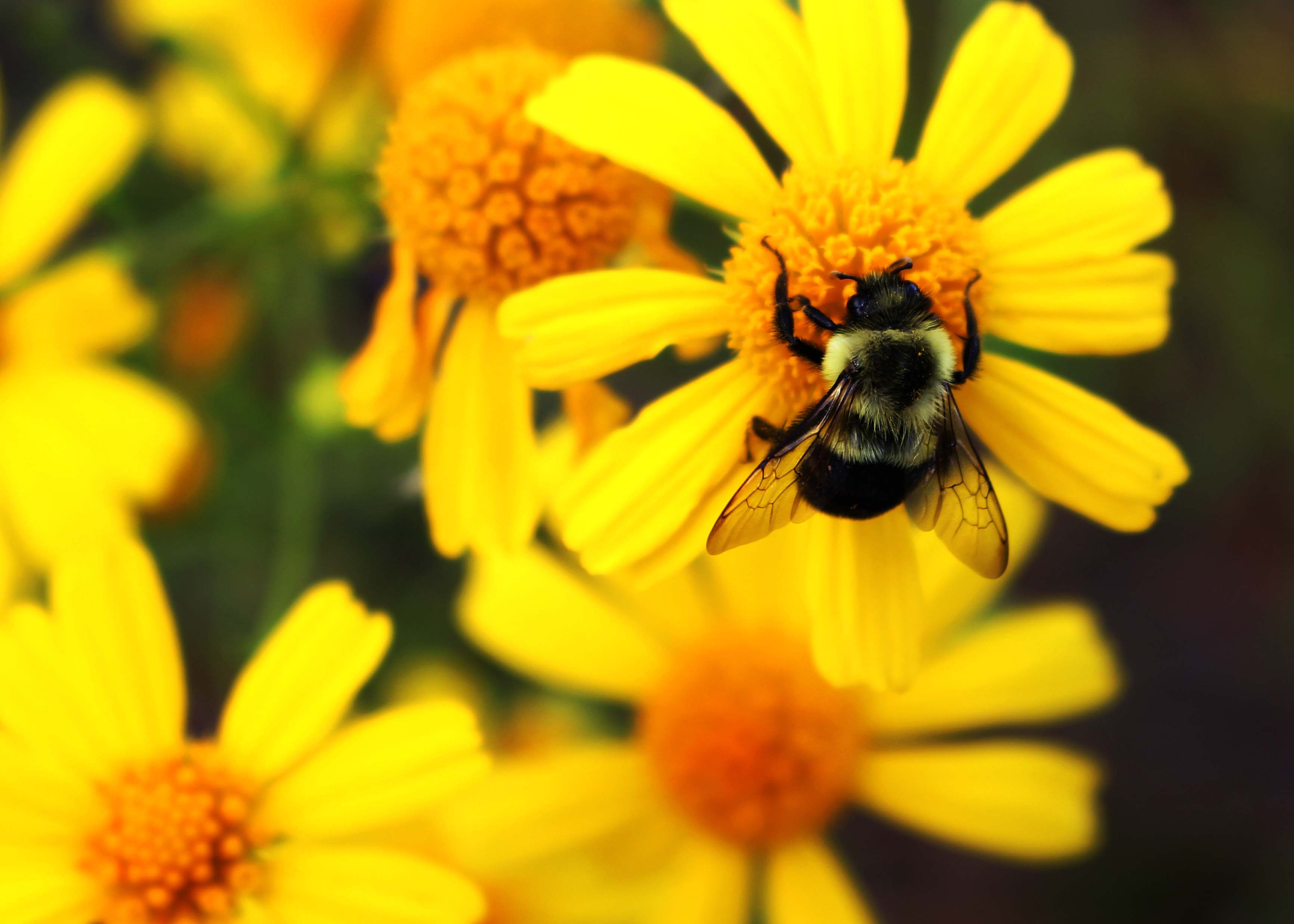 Coastalplain Honeycombhead (Balduina angustifolia) - The Virtual UCF ...