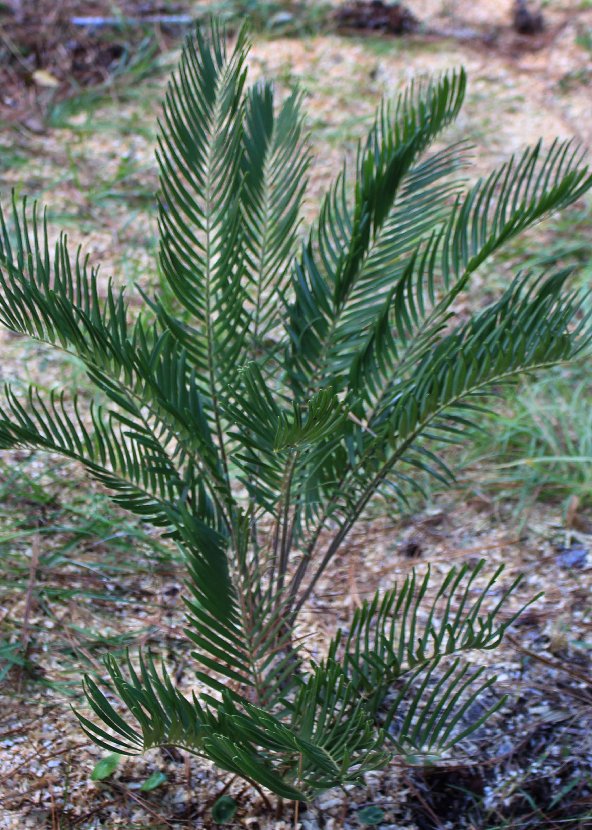 Coontie (Zamia integrifolia) - The Virtual UCF Arboretum