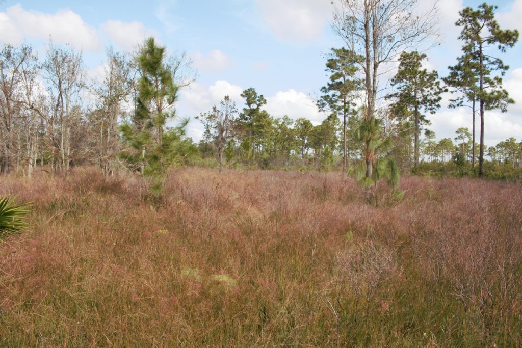 Natural Communities - The Virtual UCF Arboretum