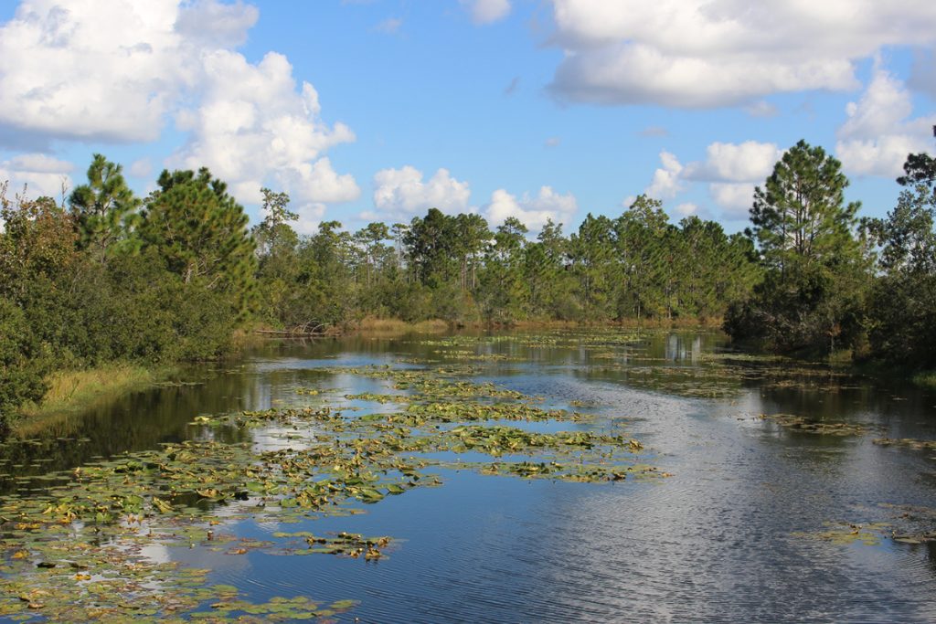 Natural Communities - The Virtual UCF Arboretum
