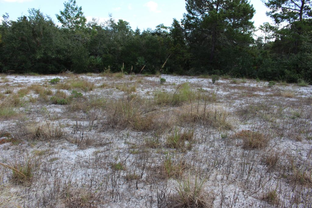 Natural Communities - The Virtual UCF Arboretum