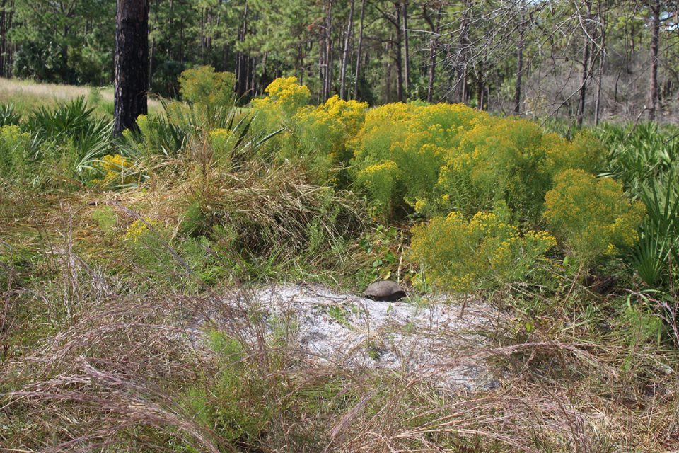 Natural Communities - The Virtual UCF Arboretum