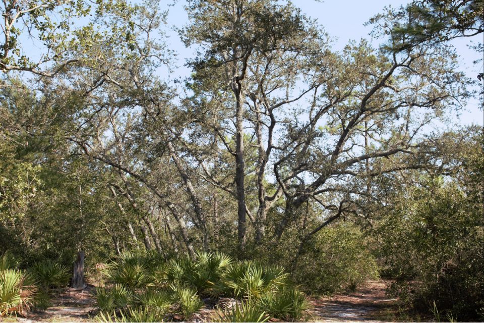 Natural Communities - The Virtual UCF Arboretum